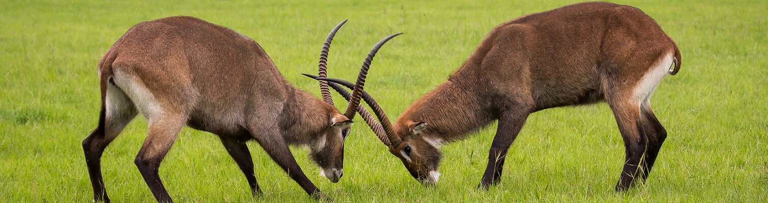 Akagera National Park » Visit Akagera National Park