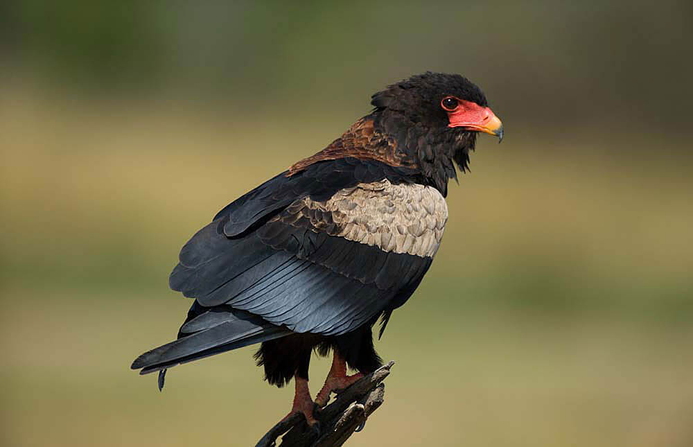 Bird Watching - Visit Akagera National Park