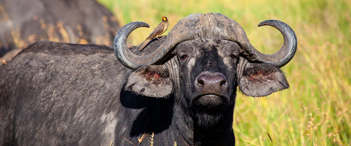 Akagera National Park » Visit Akagera National Park